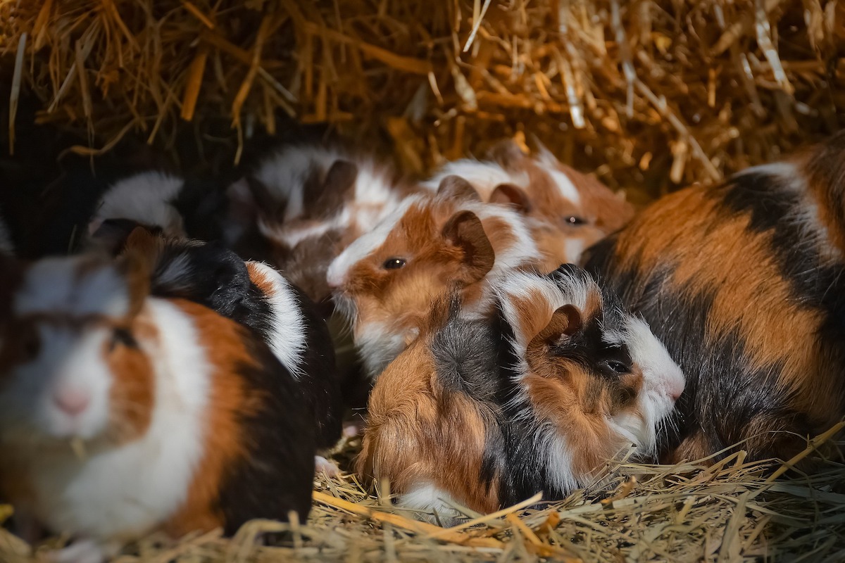Follow These 6 Steps To Create the Perfect Guinea Pig Home | PawTracks