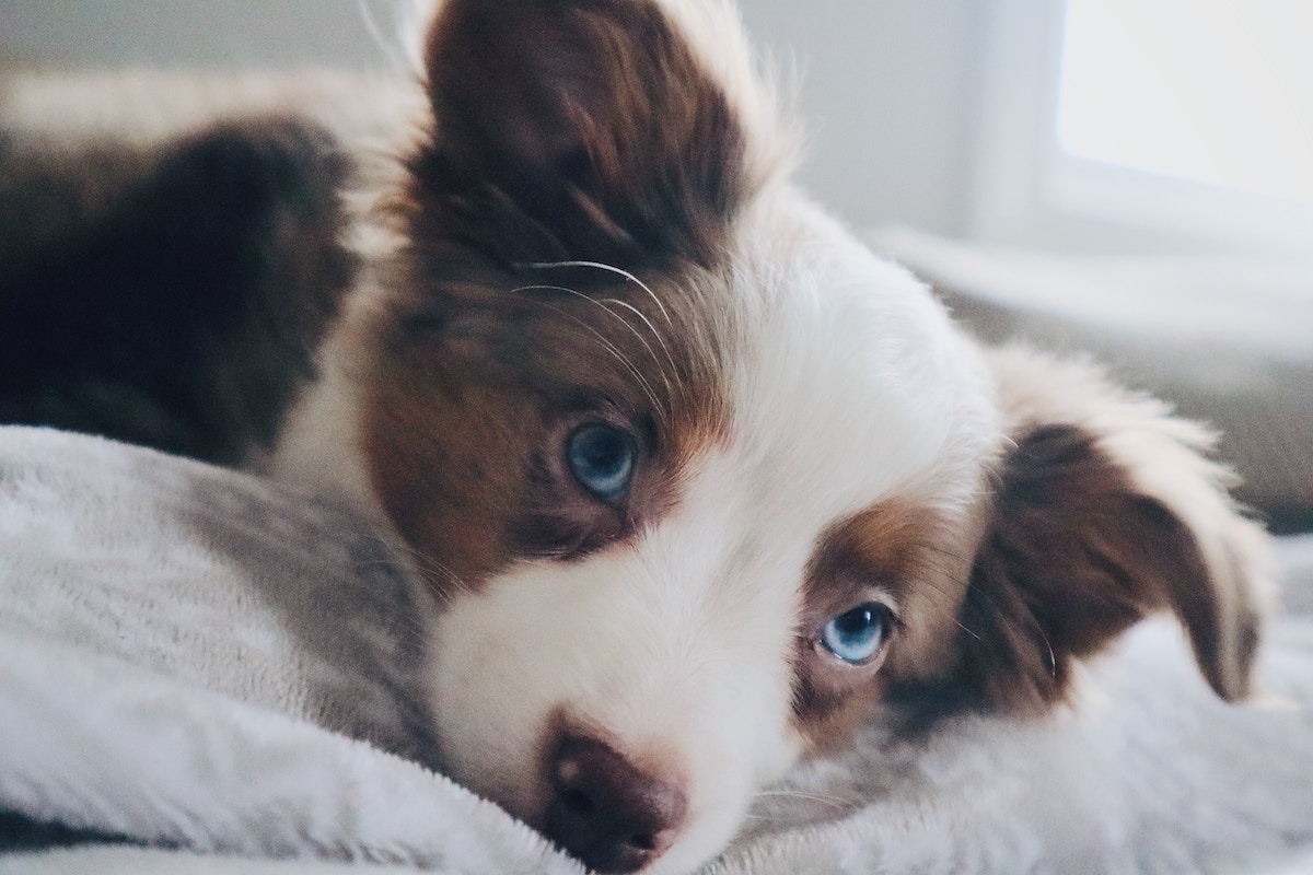 A Guide to the Mini Aussie, Actually Known as Mini Americans | PawTracks