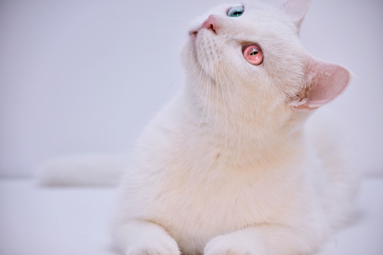 What Are Albino Cats? They May Fascinate You | PawTracks