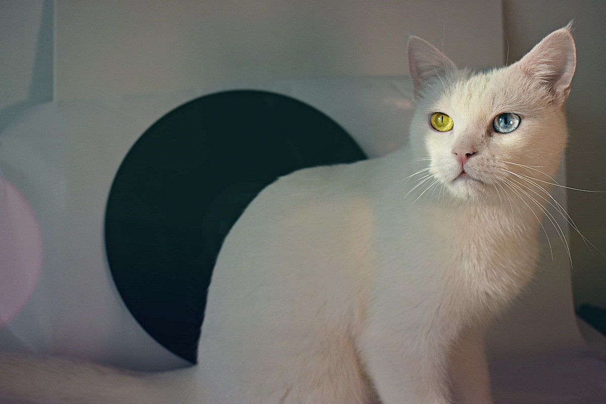 Know Your White Cat's Needs Before Bringing Them Home | PawTracks