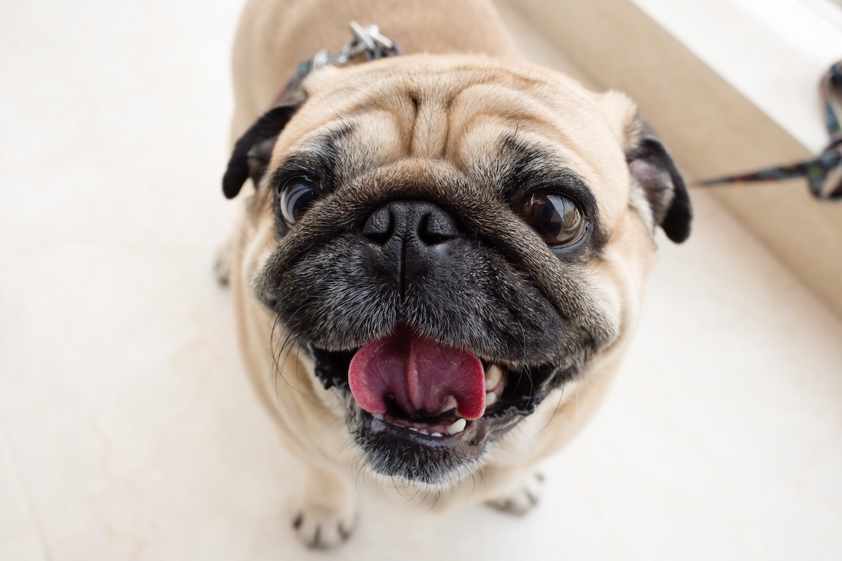 Should I Worry If My Dog Is Shaking and Acting Weird? | PawTracks
