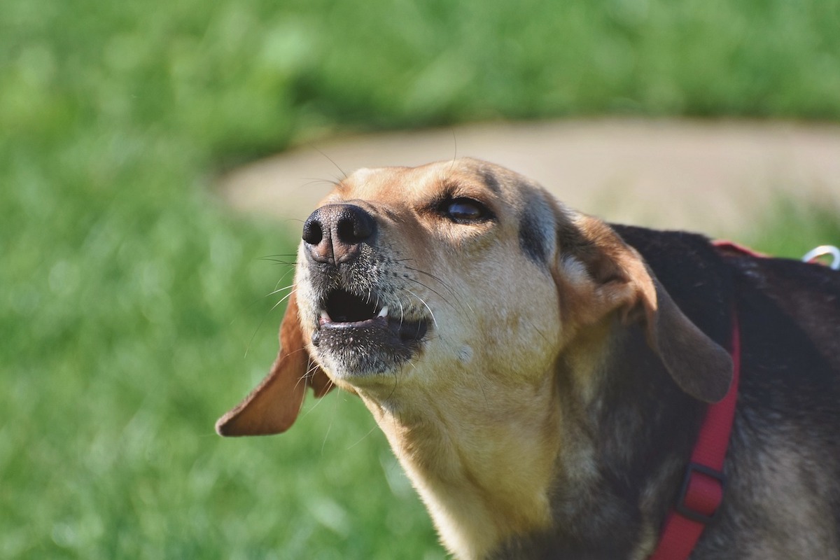Why won’t my dog bark? When should you worry about it? | PawTracks