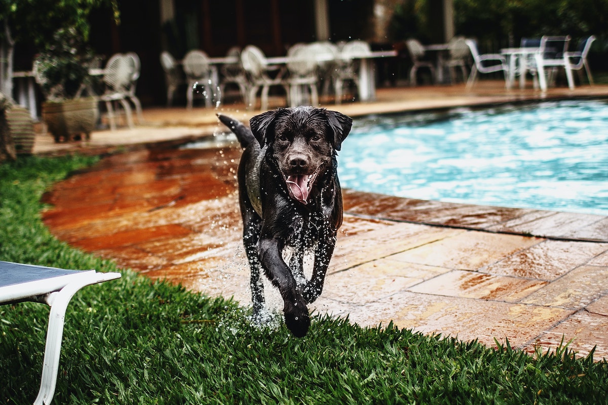 Understanding Your Husky's Body Language | PawTracks