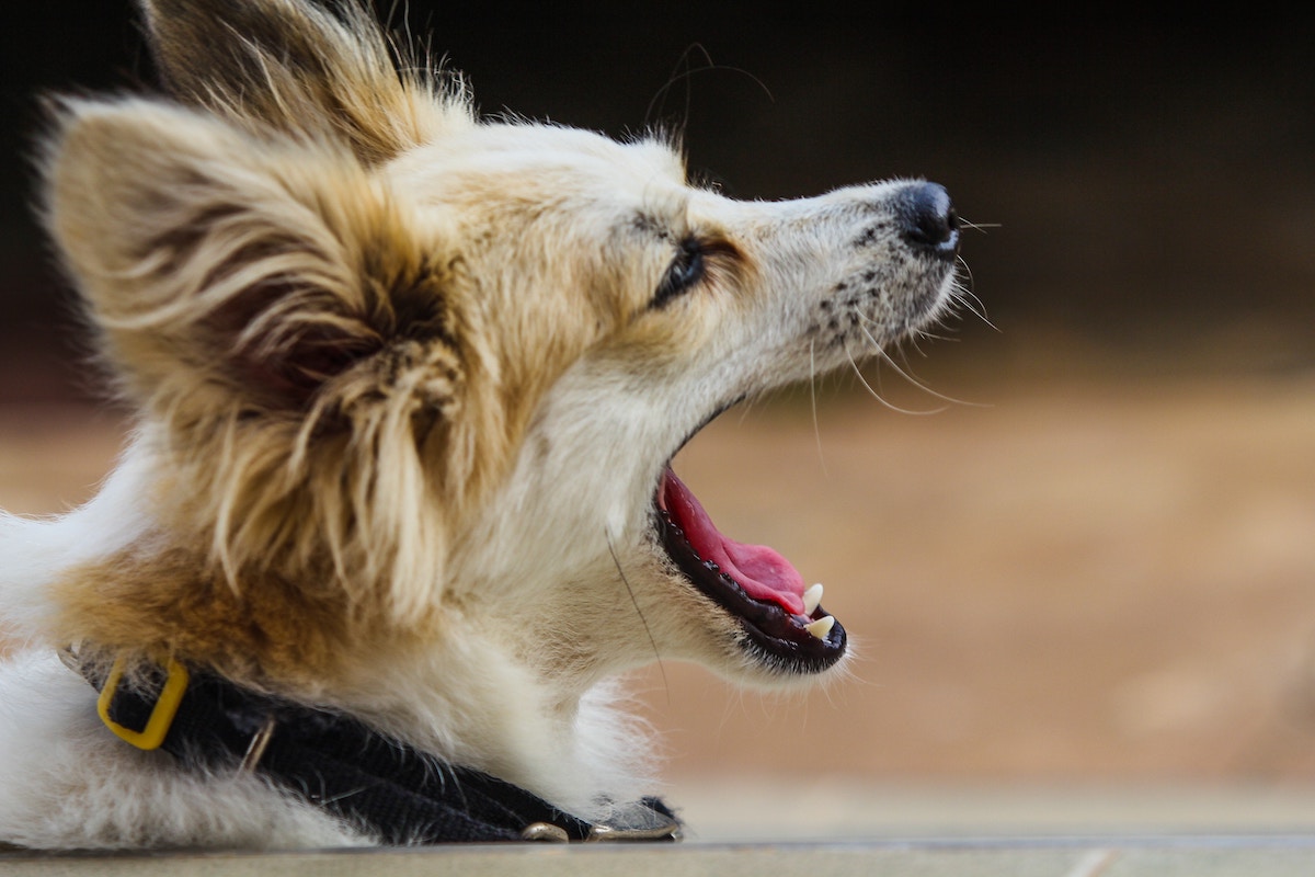 Can dogs vry? Yes, and there are 5 main reasons for it | PawTracks