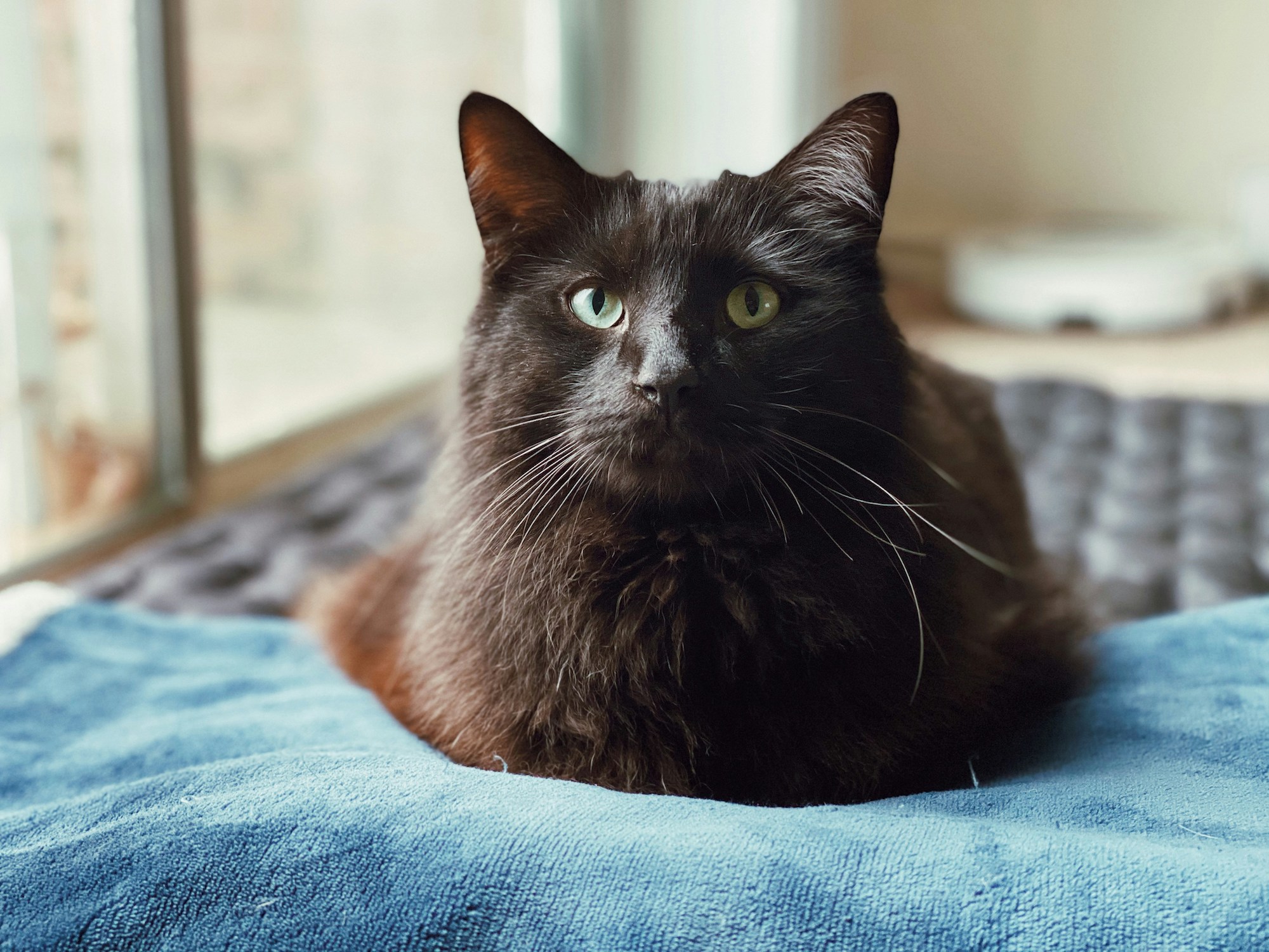 Why do cats loaf? Here's what we know | PawTracks