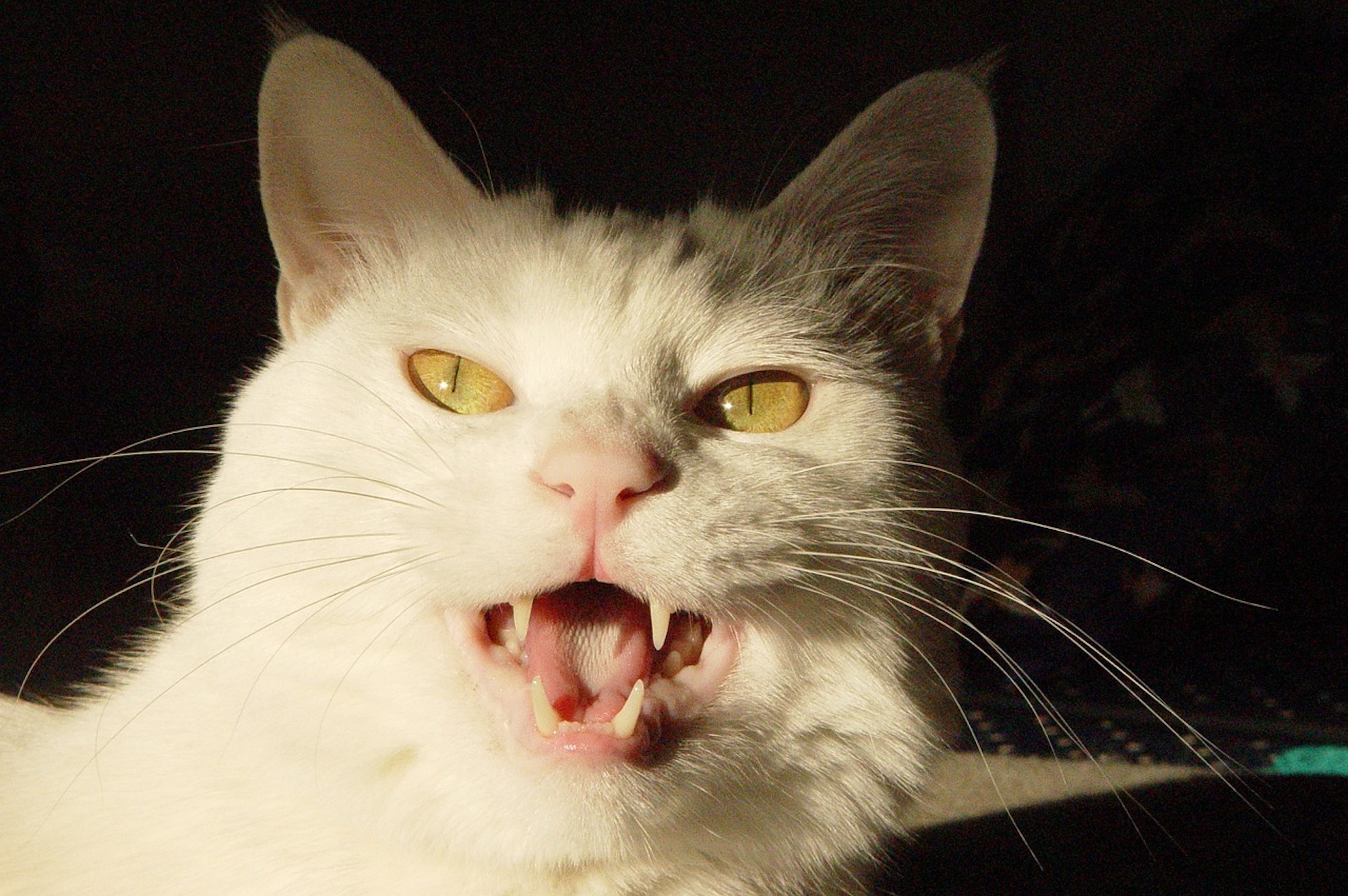 Here's What You Need To Know About Crating a Cat Over Night | PawTracks