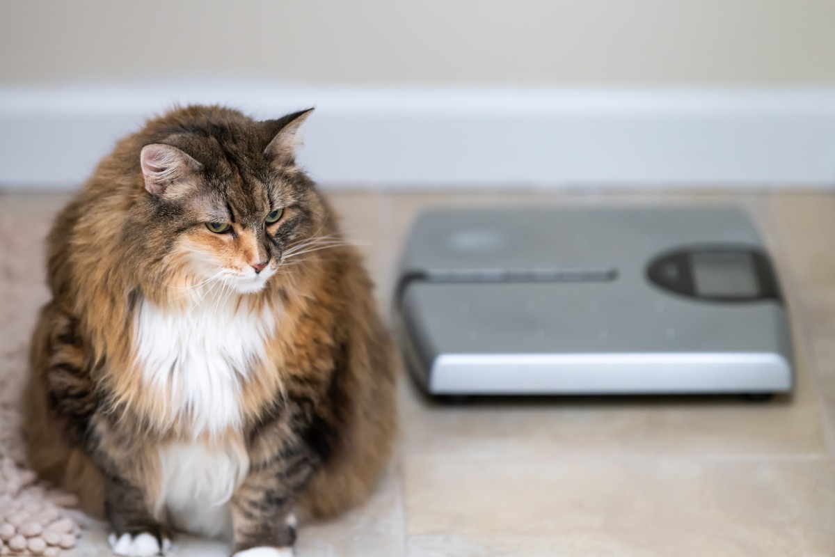 The best pet scales of 2024 | PawTracks