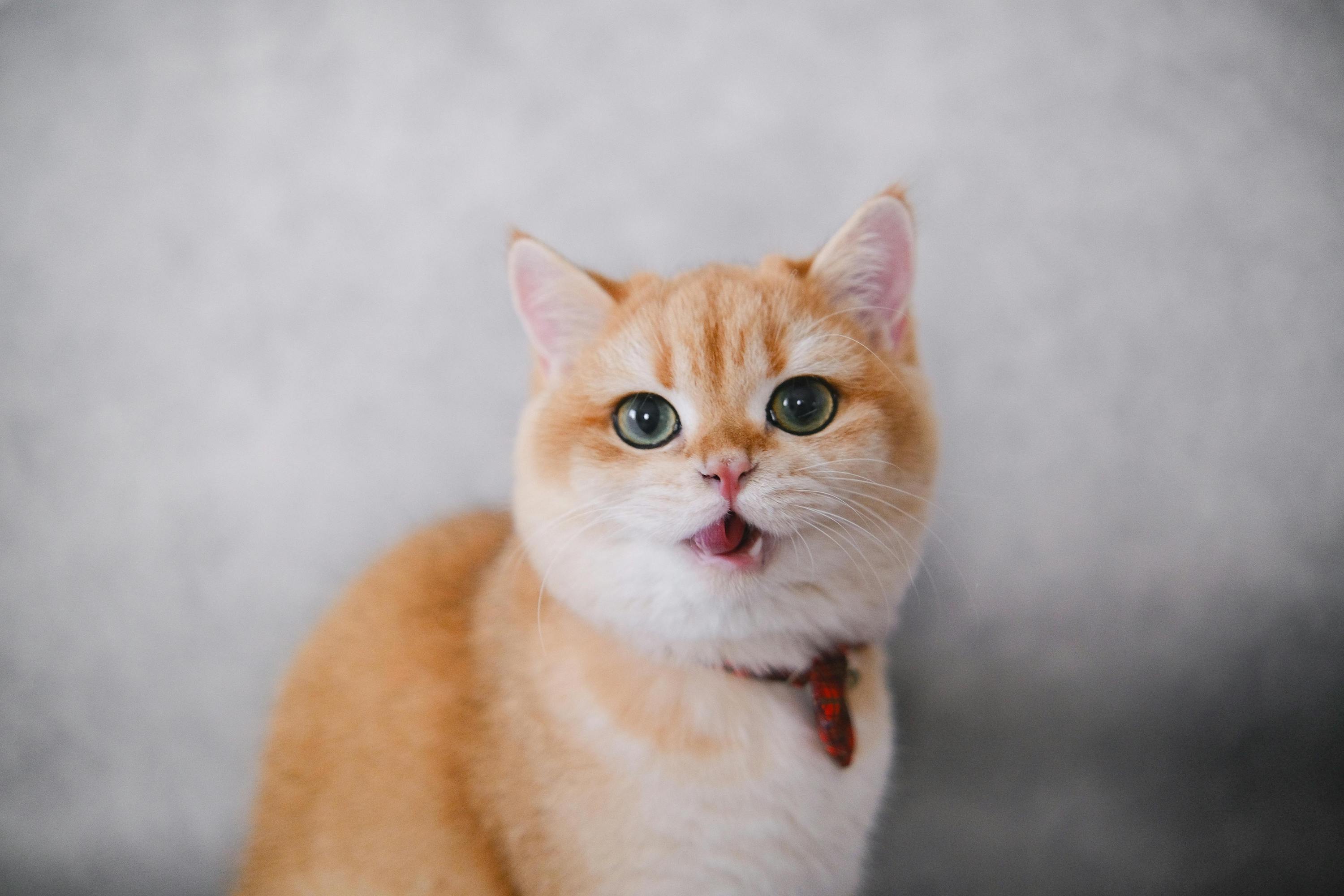 Here's the Behavior to Expect From an Un-neutered Male Cat | PawTracks