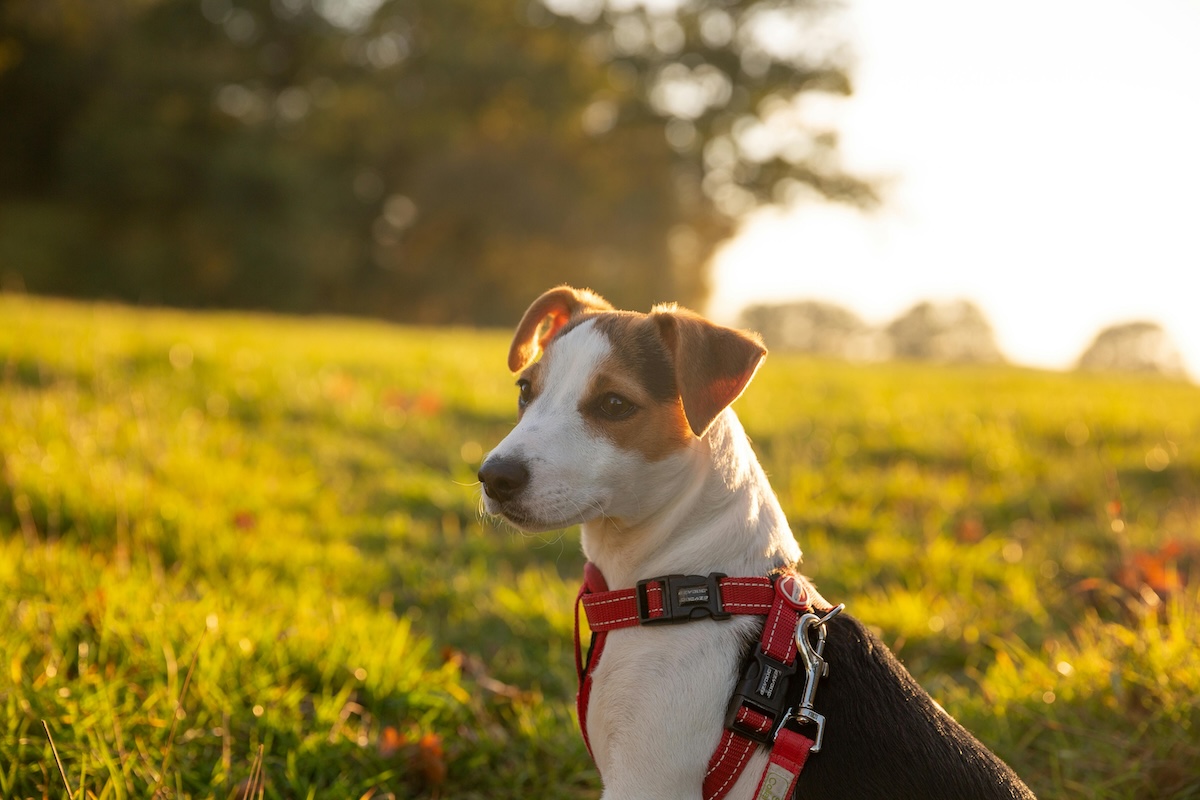7 small terrier breeds you'll love | PawTracks