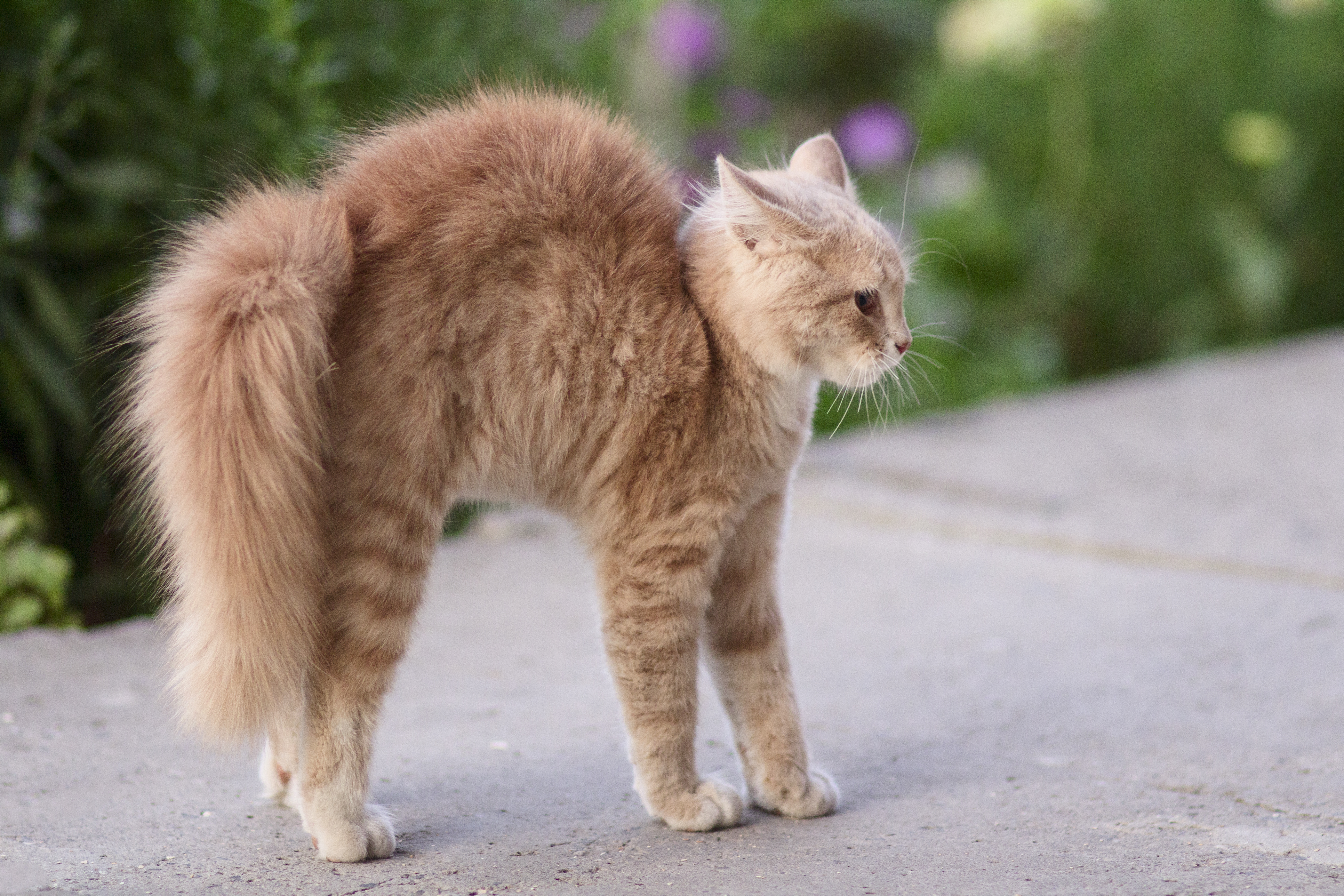 Why do cats arch their backs? | PawTracks