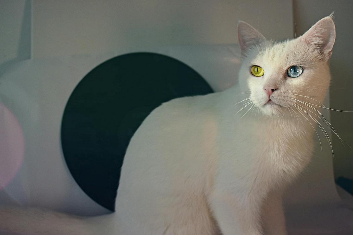 White cat facts: 7 cool things to know | PawTracks