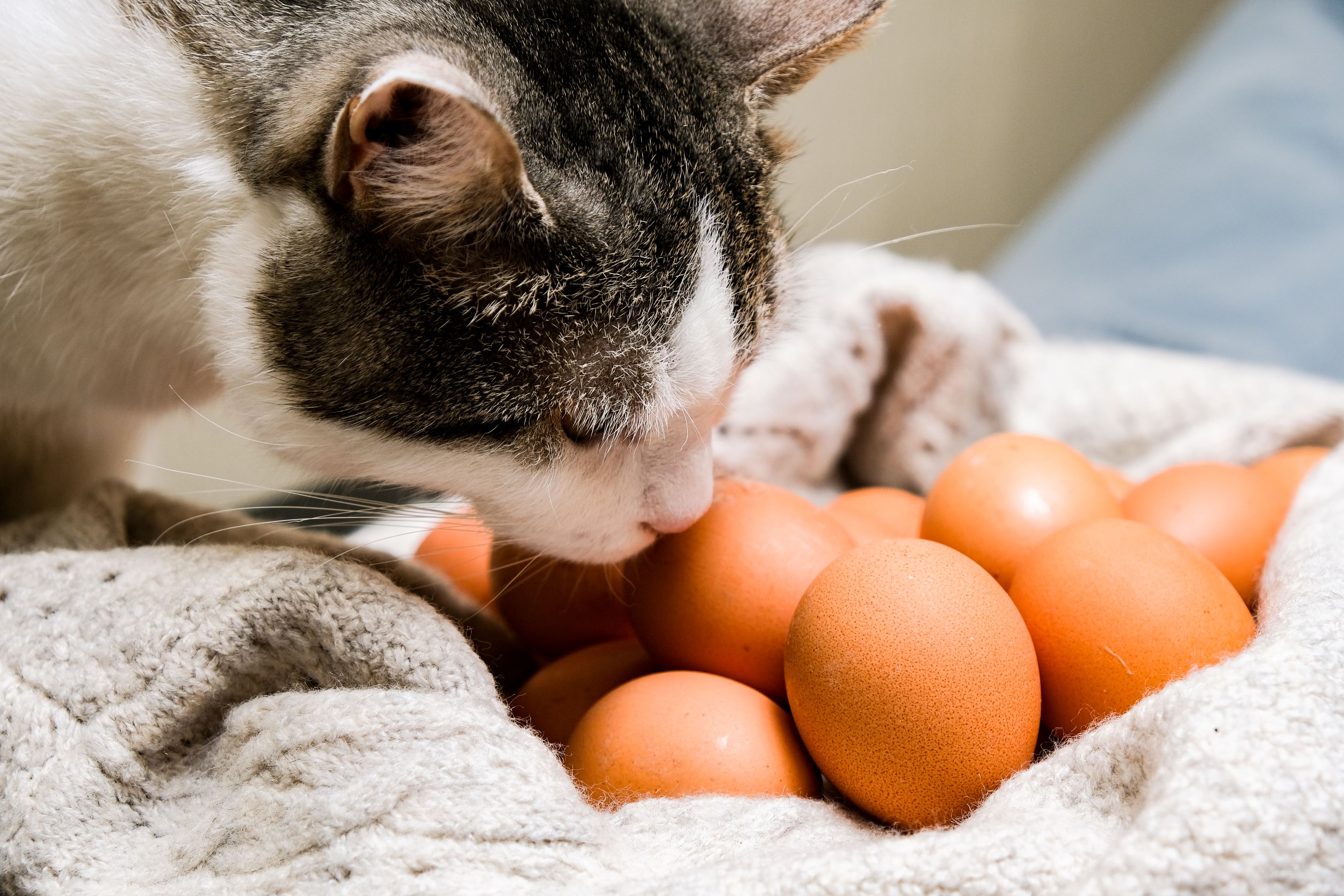 How To Stop Your Cat From Jumping on Tables and Counters | PawTracks