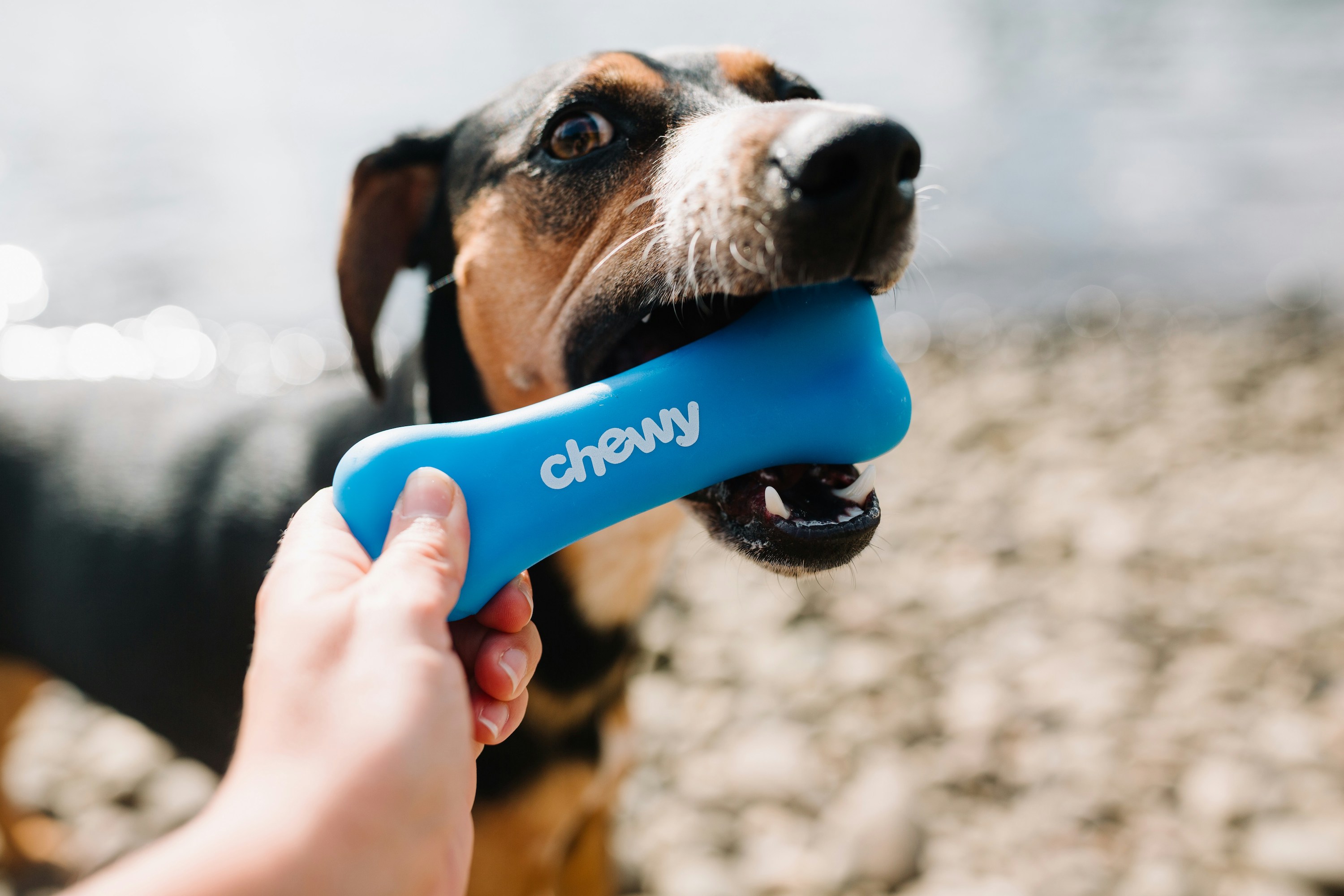 Why do dogs like bones? | PawTracks