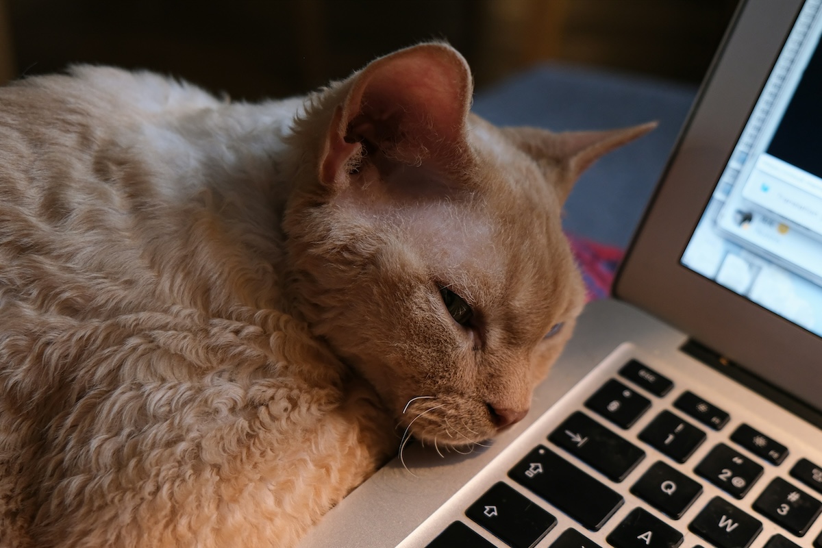 The strange reason cats sleep with their eyes open explained | PawTracks