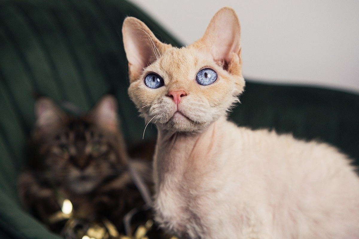 Everything you need to know about the Devon rex cat breed | PawTracks