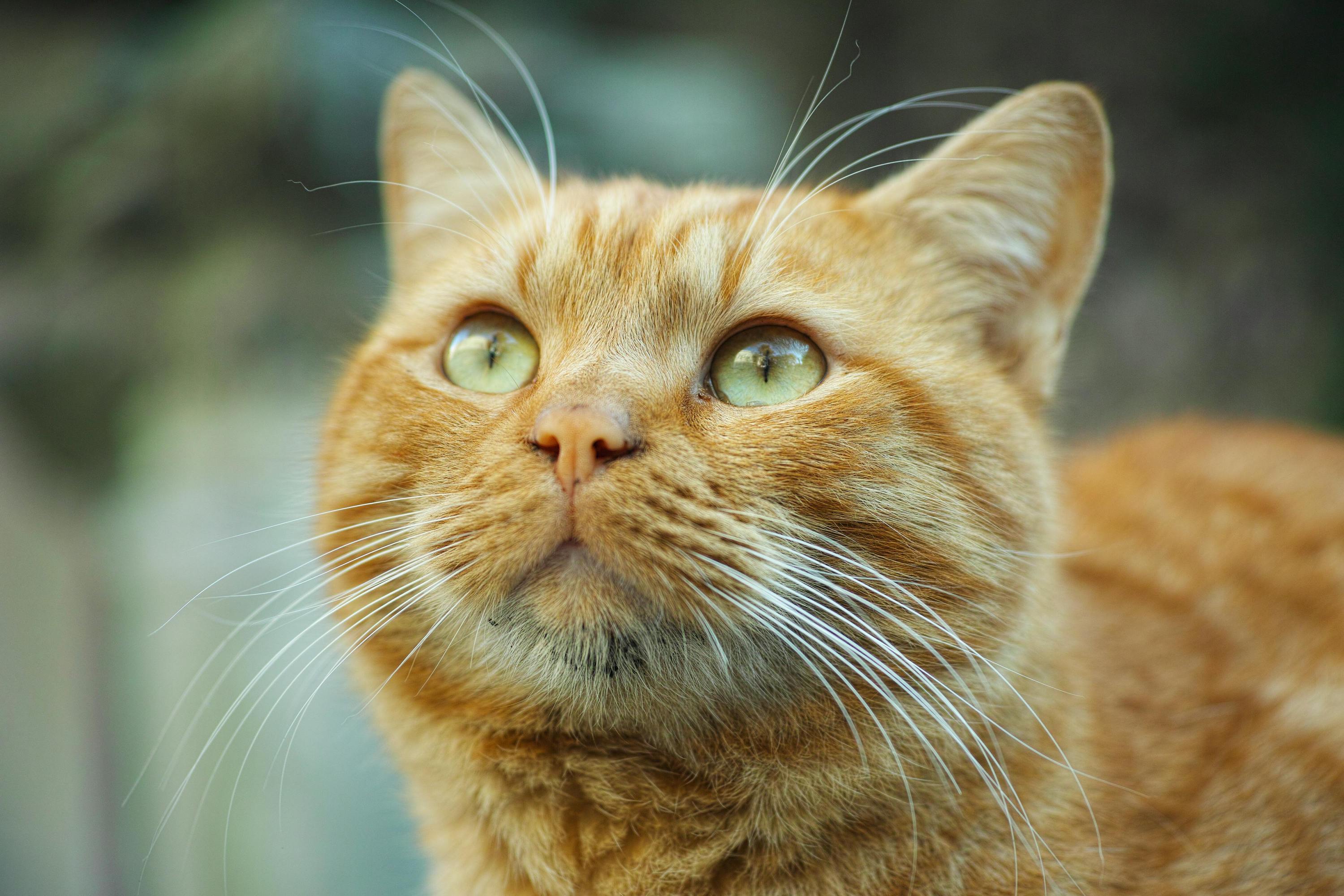 7 cool facts about orange cats | PawTracks