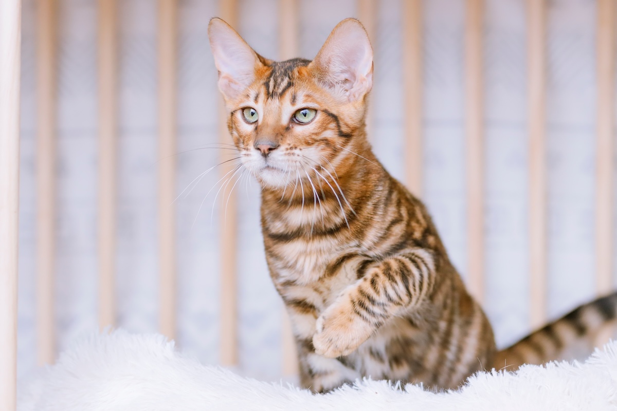 Toyger cats: What you need to know | PawTracks