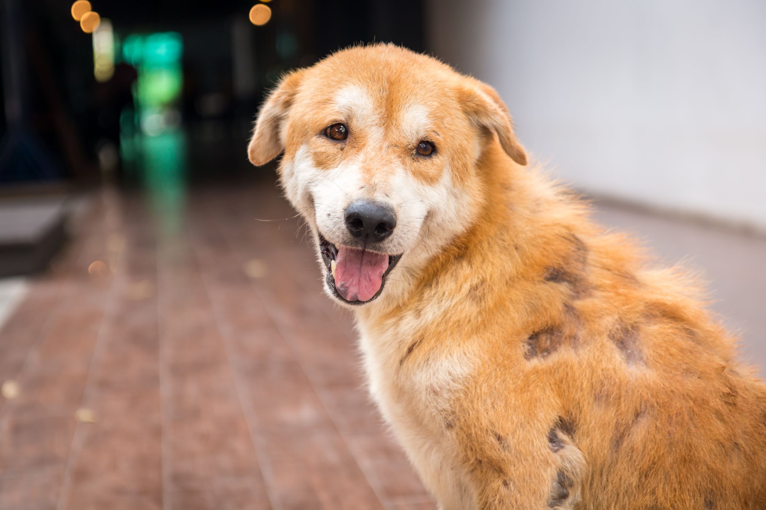 Mange in dogs: What you need to know | PawTracks