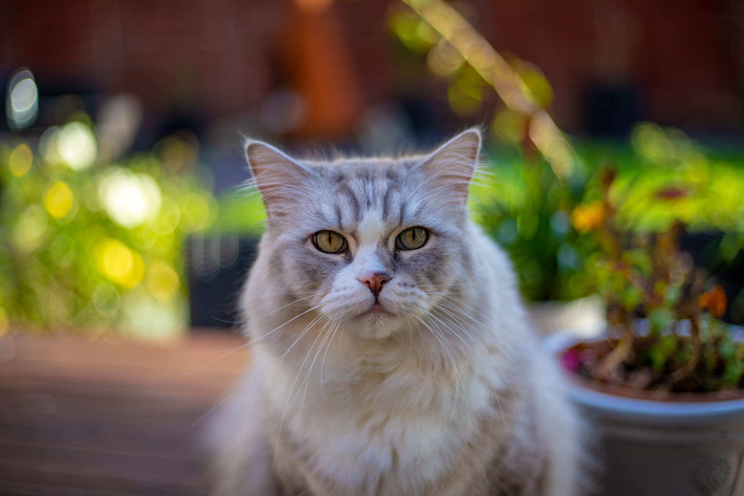9 fluffy cat breeds you need to know | PawTracks