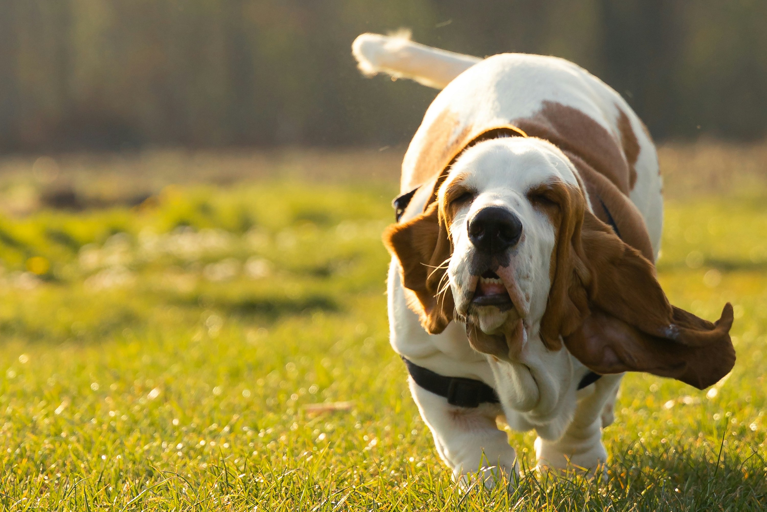 Understanding Your Husky's Body Language | PawTracks