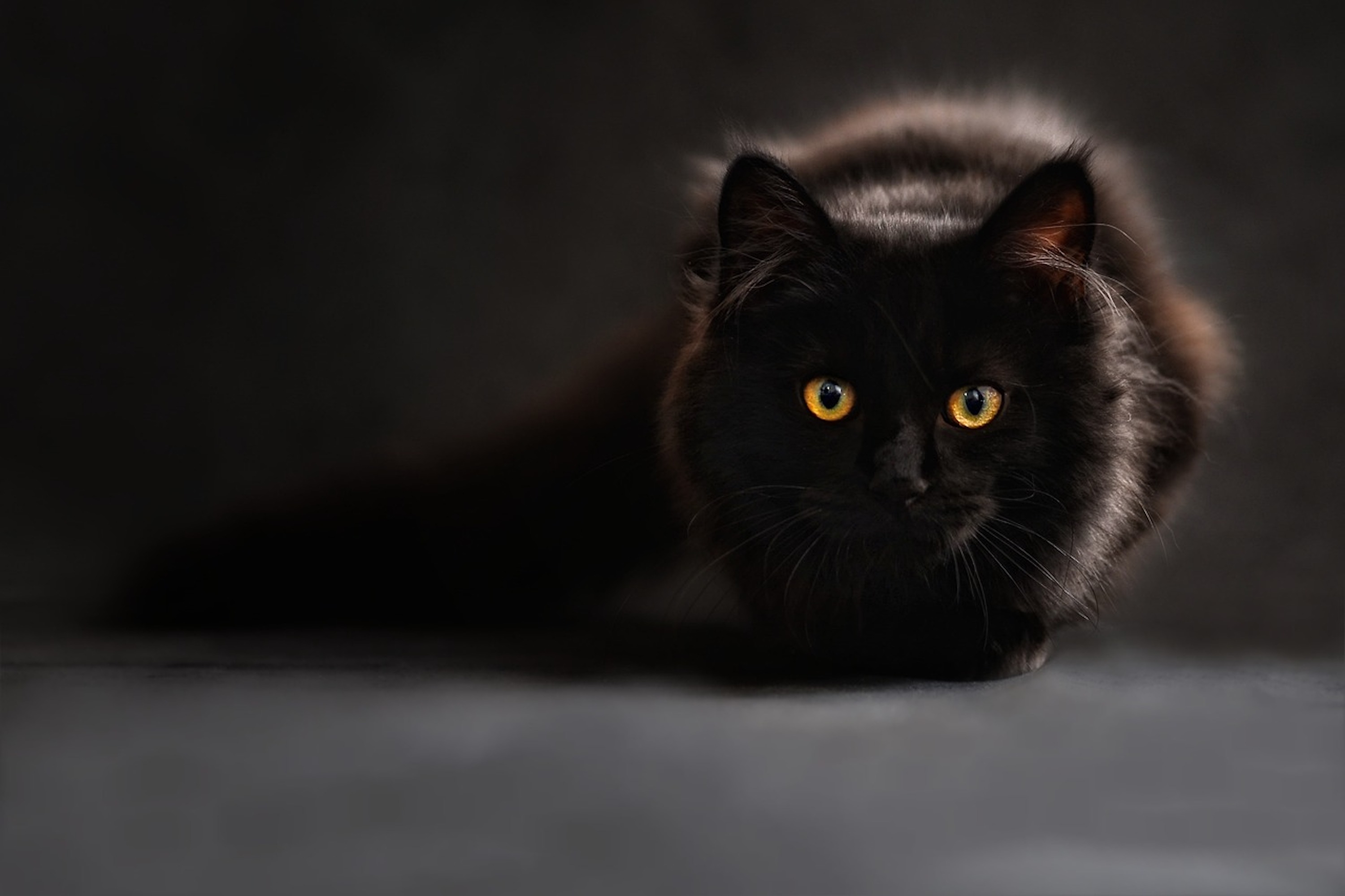 10 gorgeous black cat breeds | PawTracks