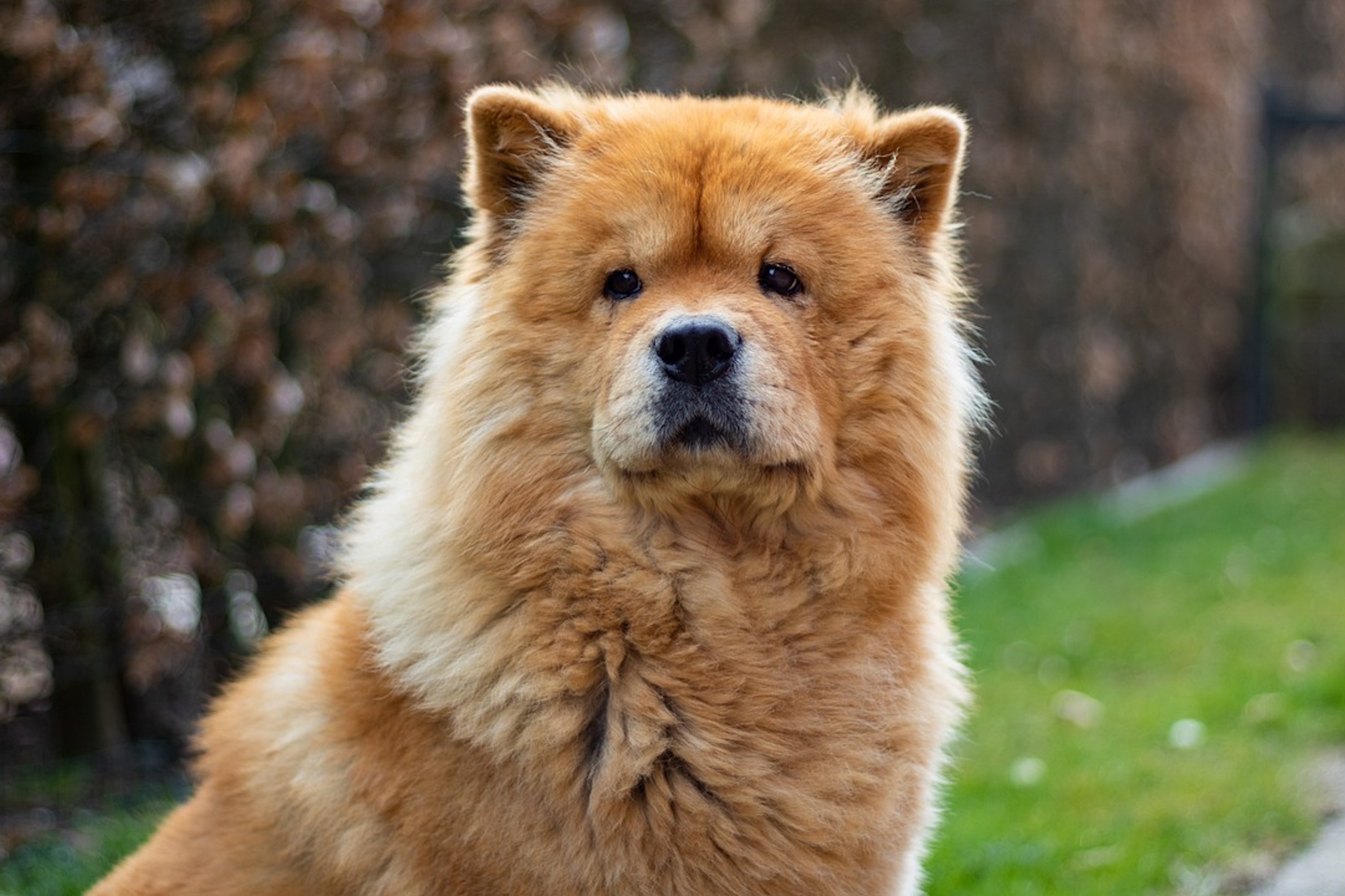 Which dogs have the strongest bite force? | PawTracks