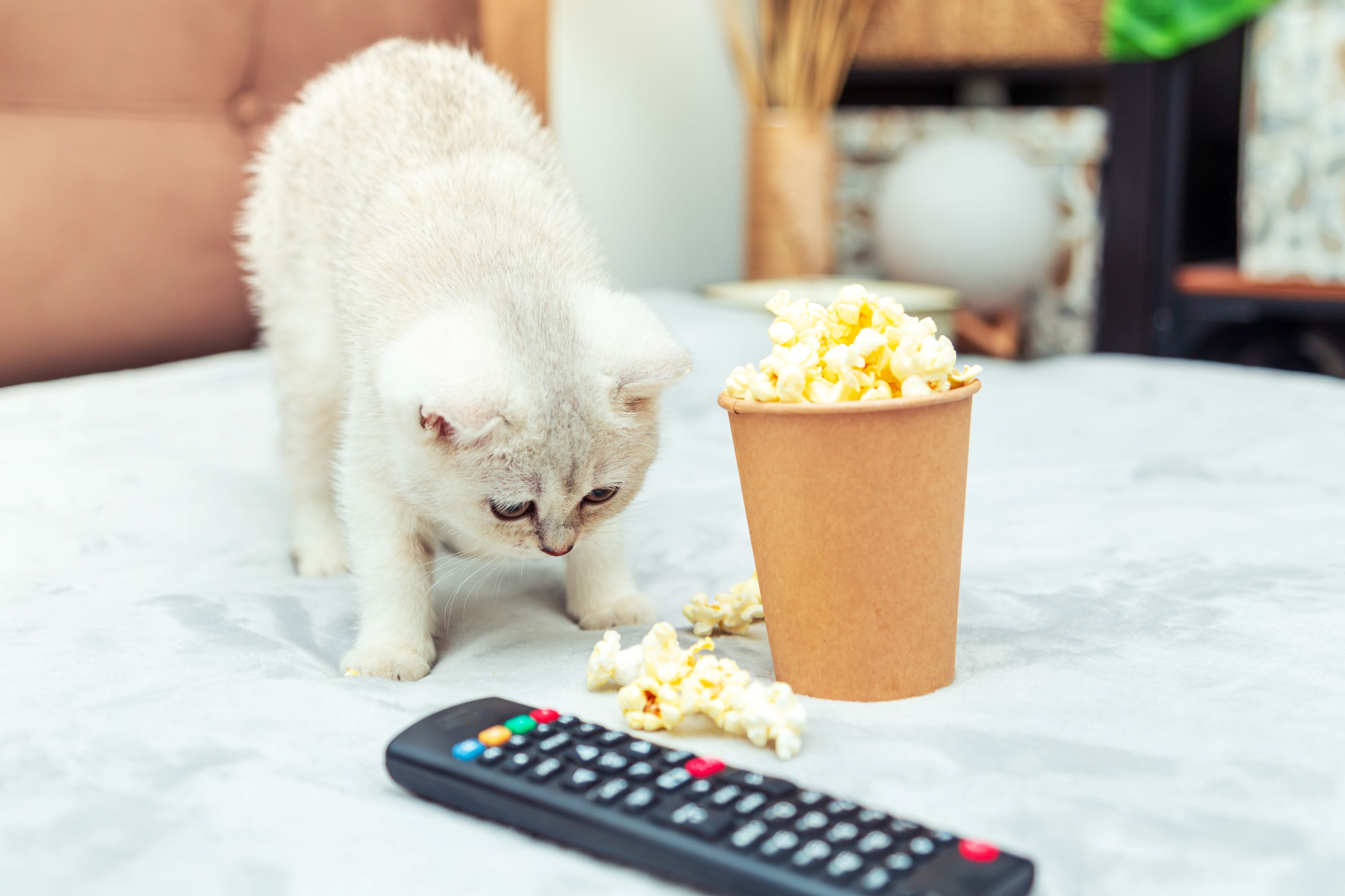 Can cats have popcorn? | PawTracks