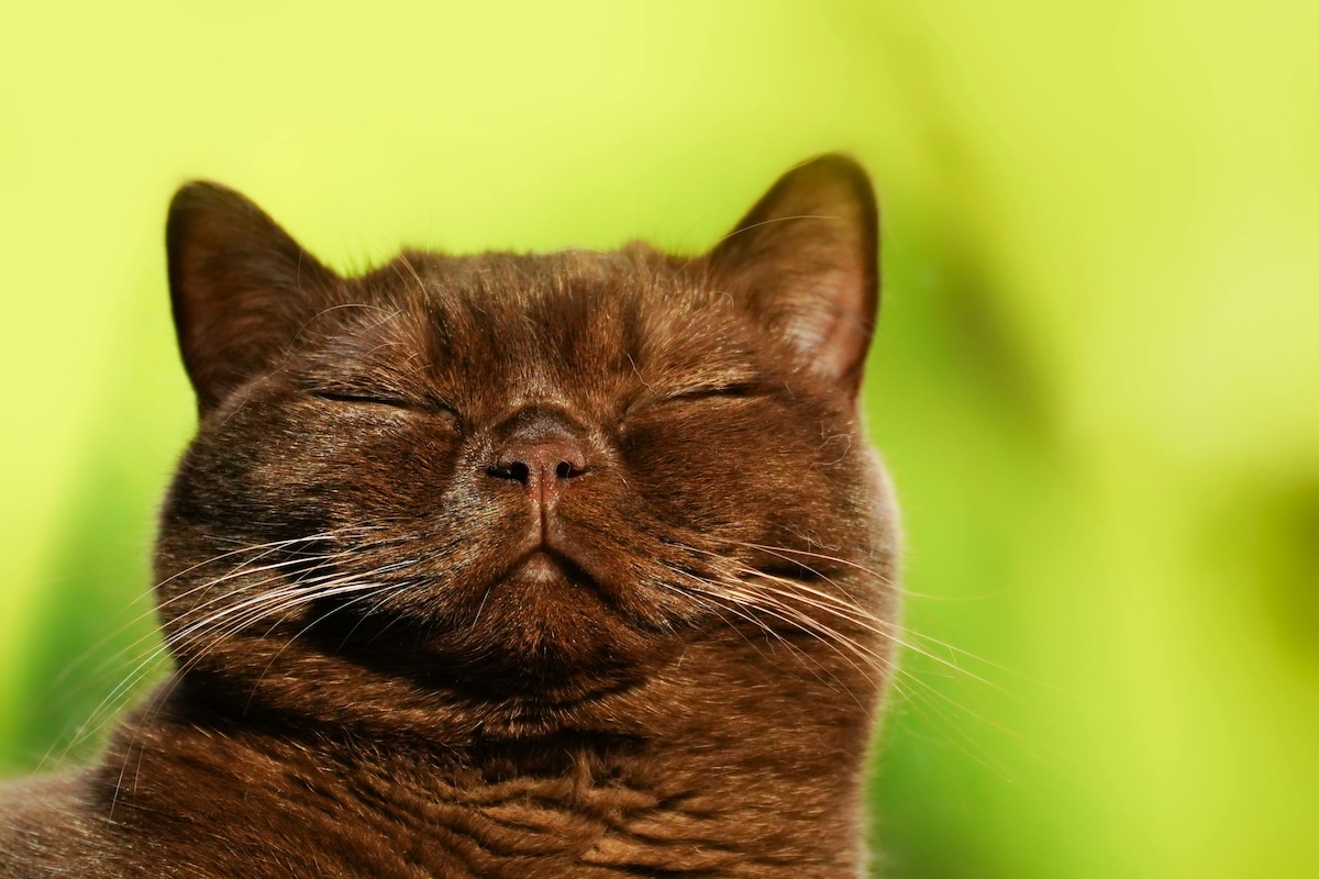 Here's What You Need To Know About Crating a Cat Over Night | PawTracks