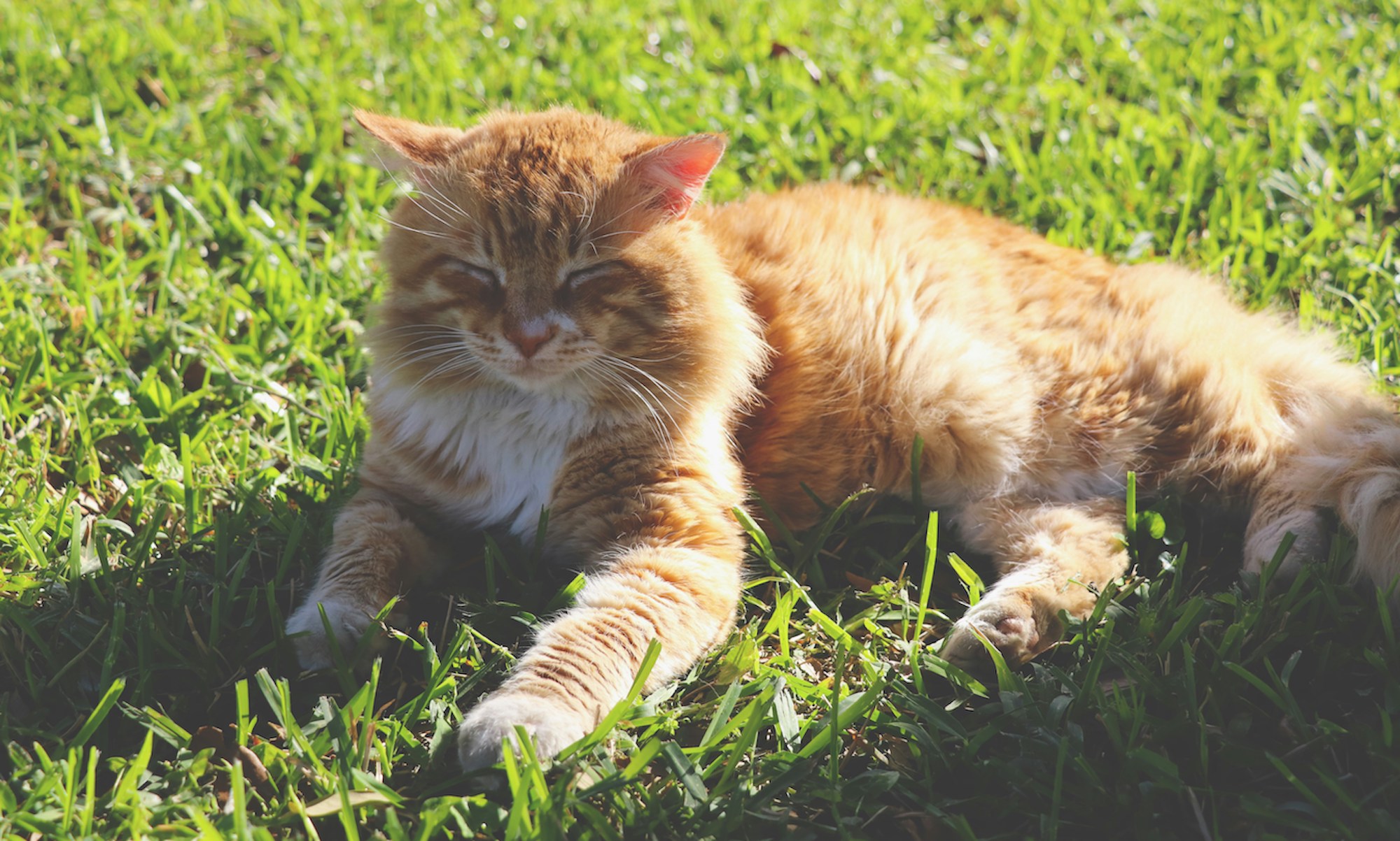 Here's What You Need To Know About Crating a Cat Over Night | PawTracks
