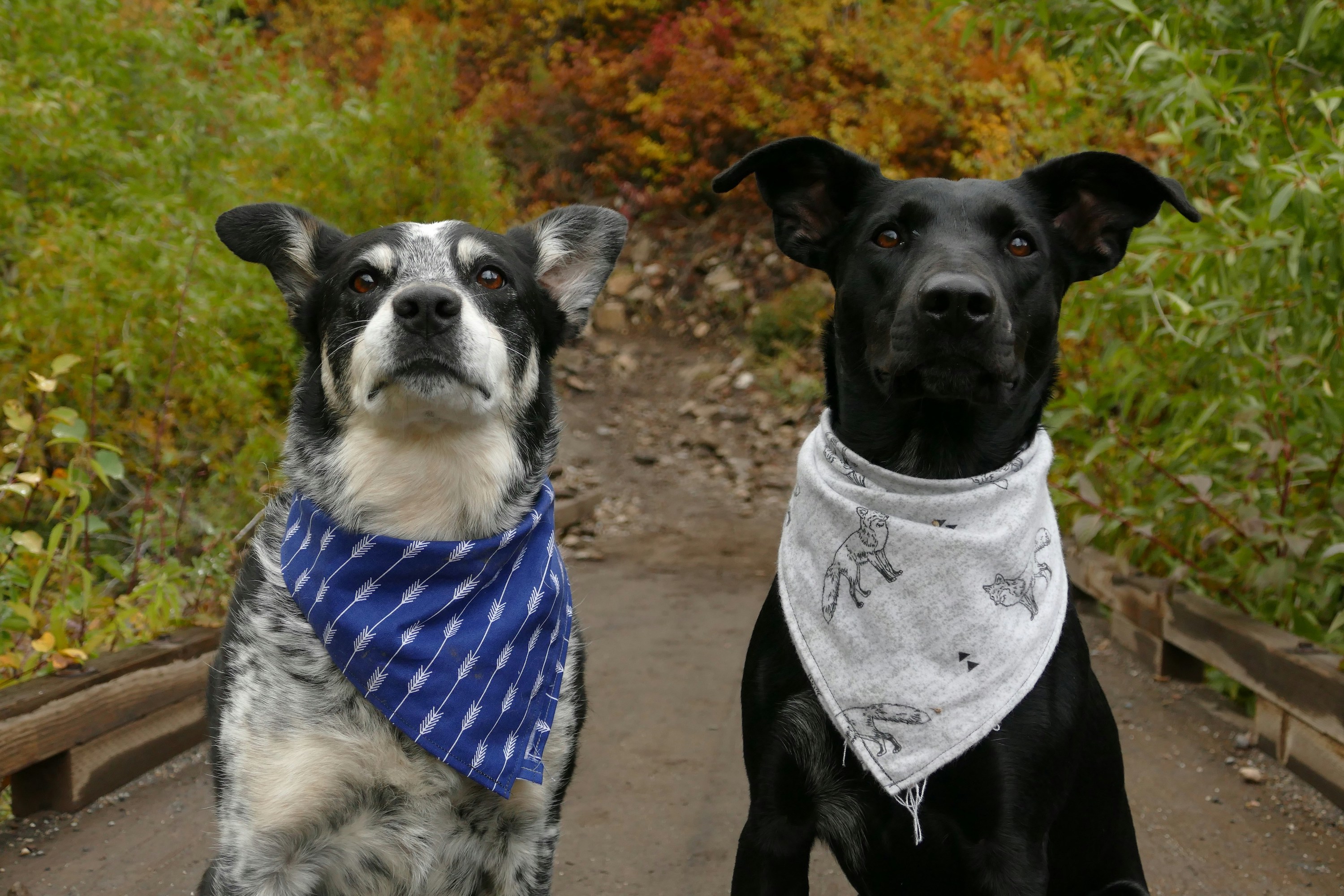These signs indicate your dog truly loves you | PawTracks