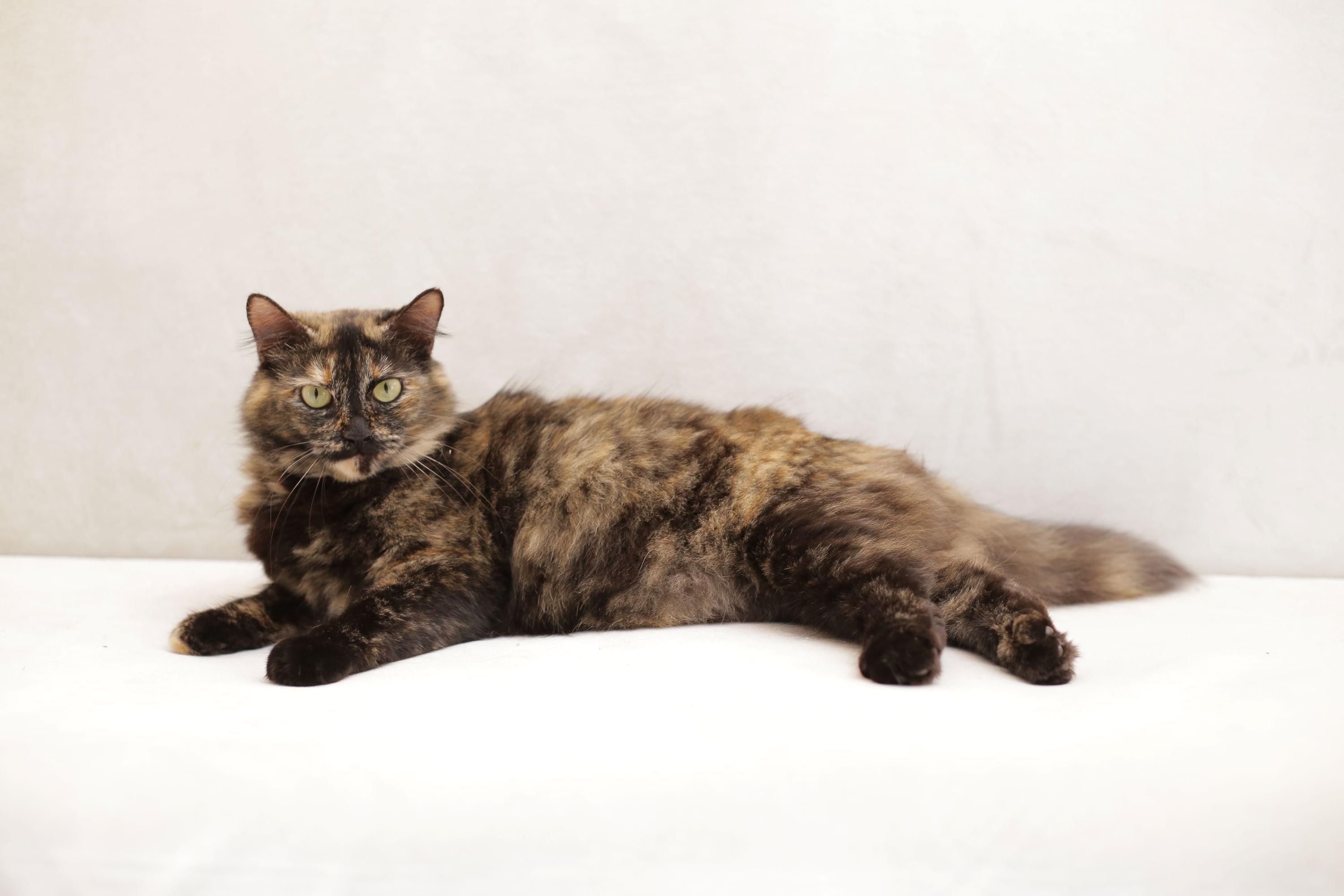 7 amazing brown cat breeds to know | PawTracks