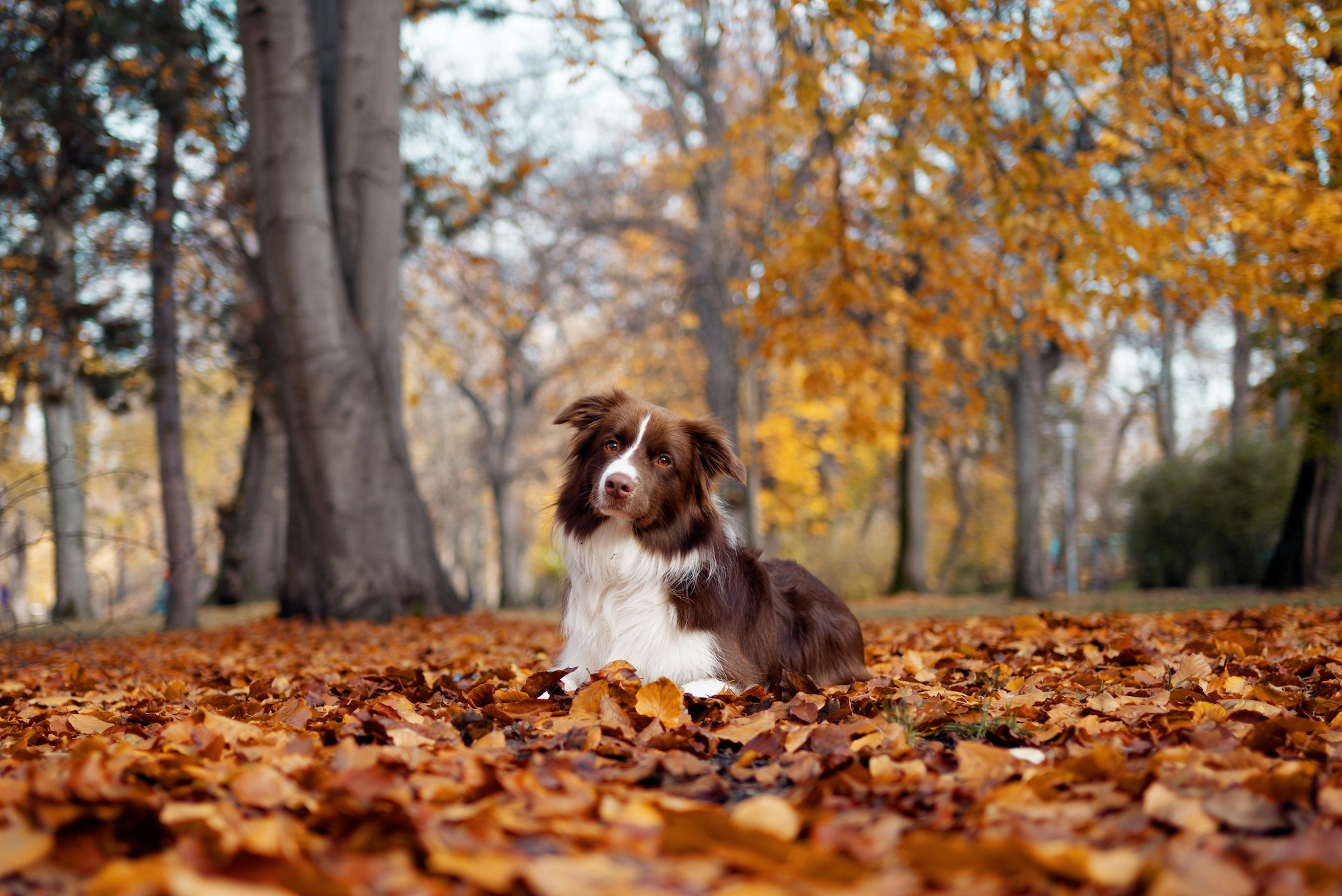 150 fall dog names you'll love | PawTracks