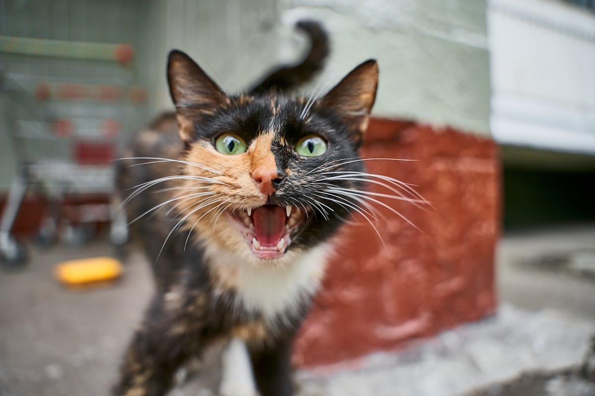 How to tell if you have an angry cat and what to do | PawTracks