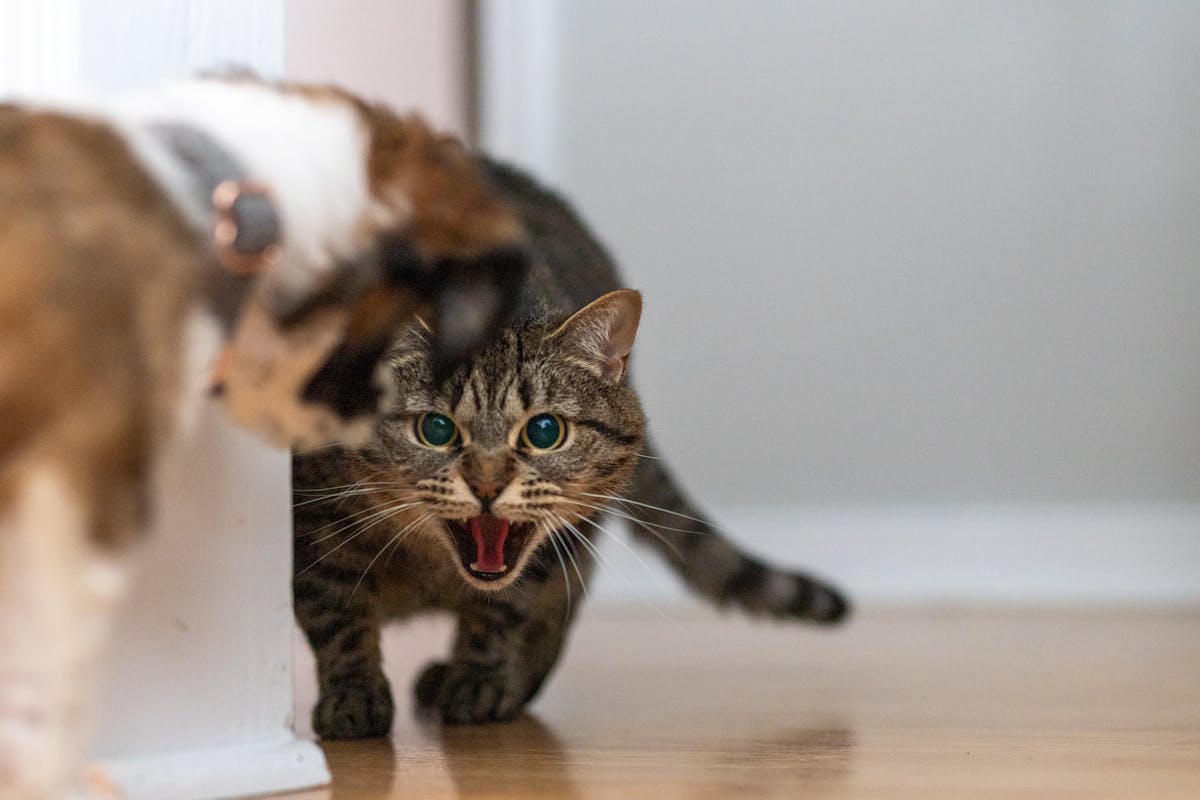 How to tell if you have an angry cat and what to do | PawTracks