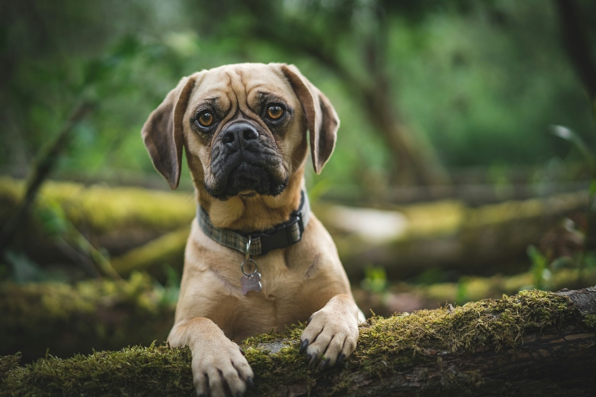 Here’s all there is to know about the puggle dog breed | PawTracks
