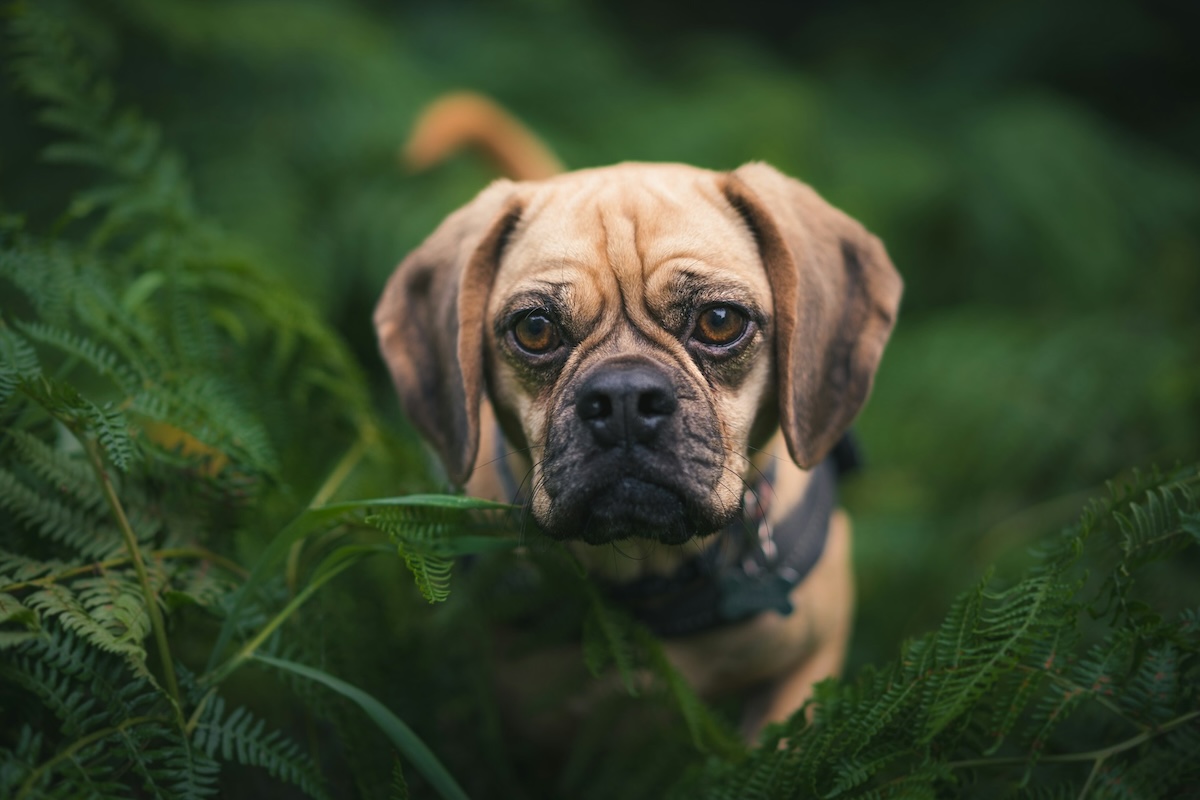 Here’s all there is to know about the puggle dog breed | PawTracks