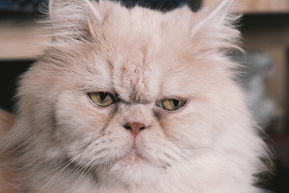 The long-haired cat breeds you need to know | PawTracks