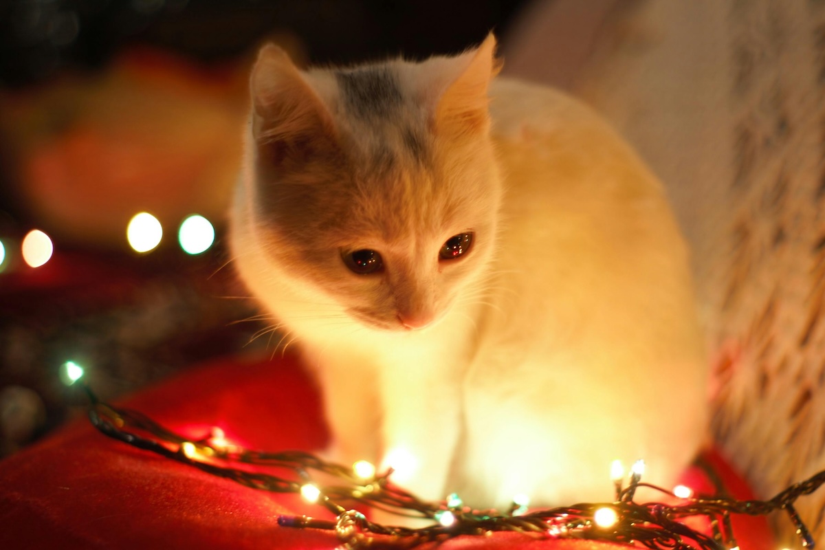 How to stop your cat from chewing the Christmas tree lights | PawTracks
