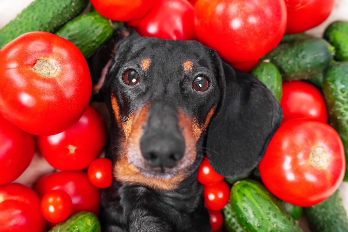 Can dogs eat tomatoes? What you need to know | PawTracks