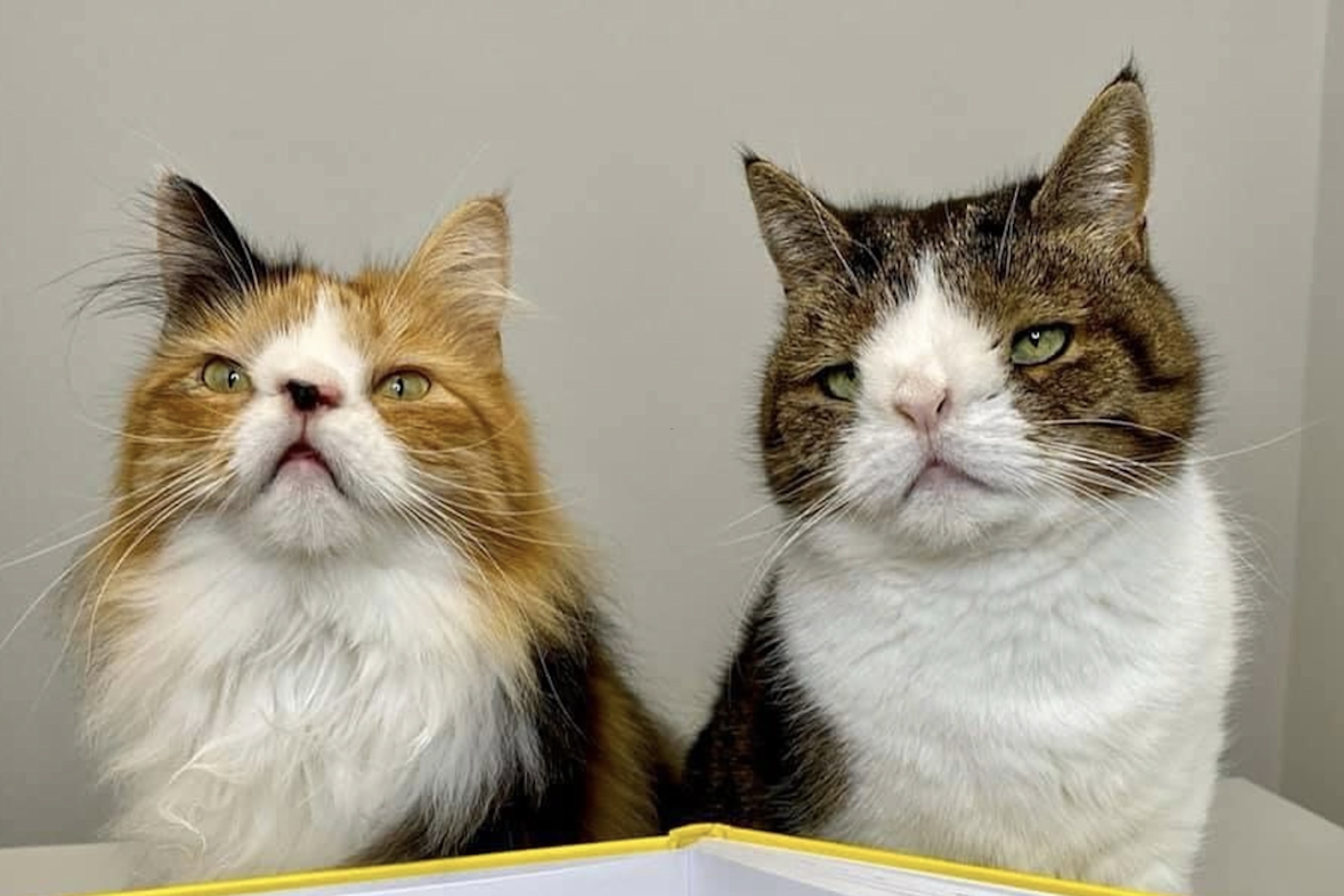 Can cats have Down syndrome? Here's the truth | PawTracks