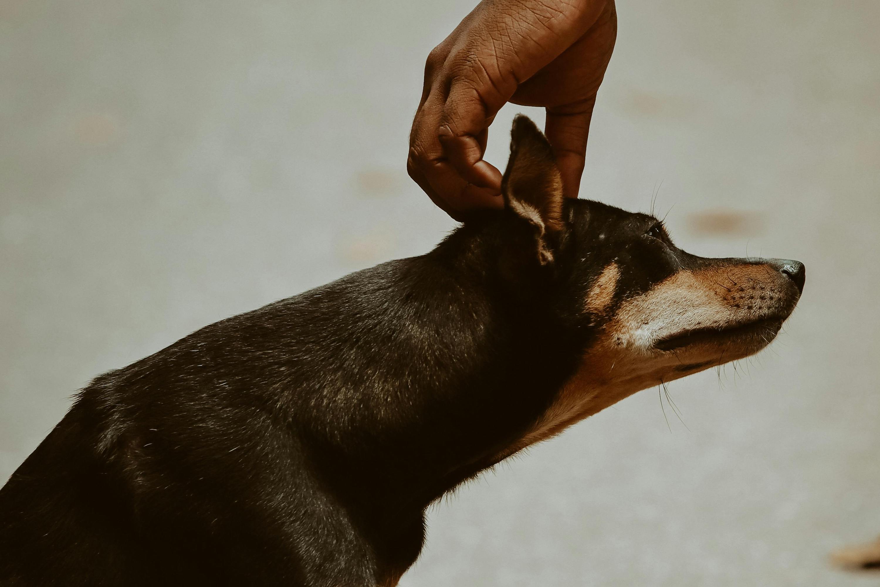 How to treat a dog ear infection without vet help | PawTracks