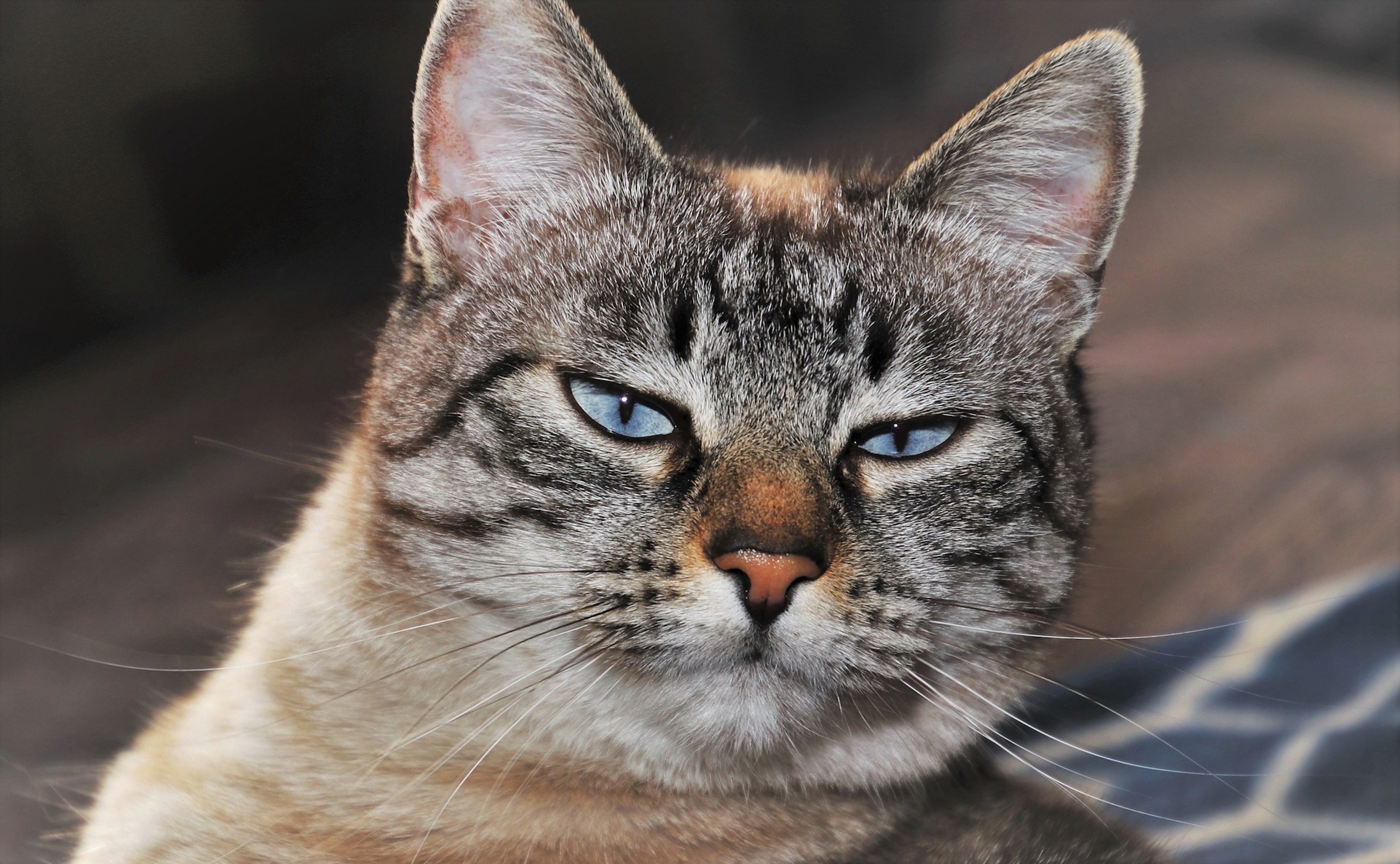 Why do cats blink? What it really means | PawTracks