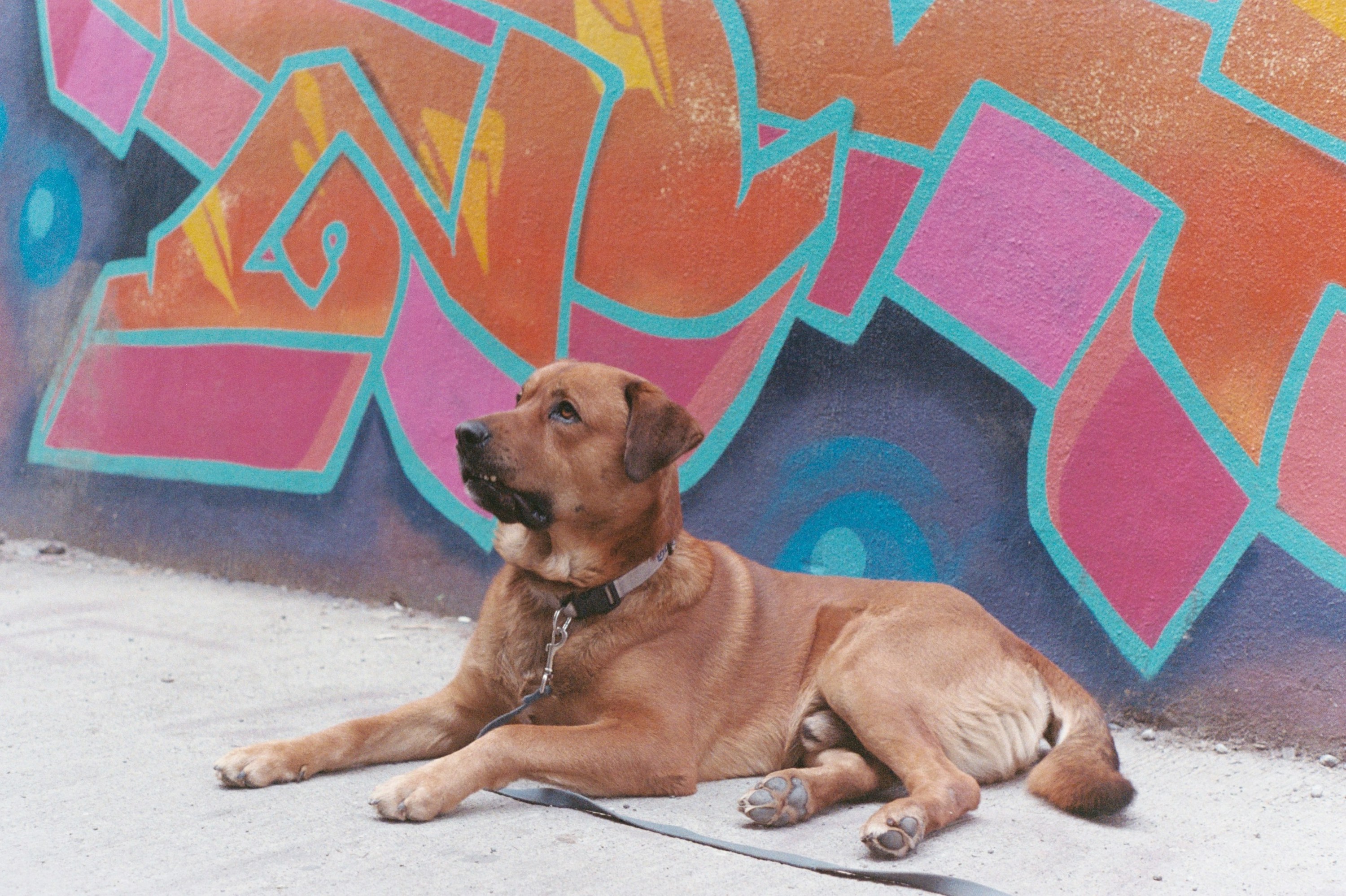 Cute dog names for every vibe: Y2K, grunge, and more | PawTracks