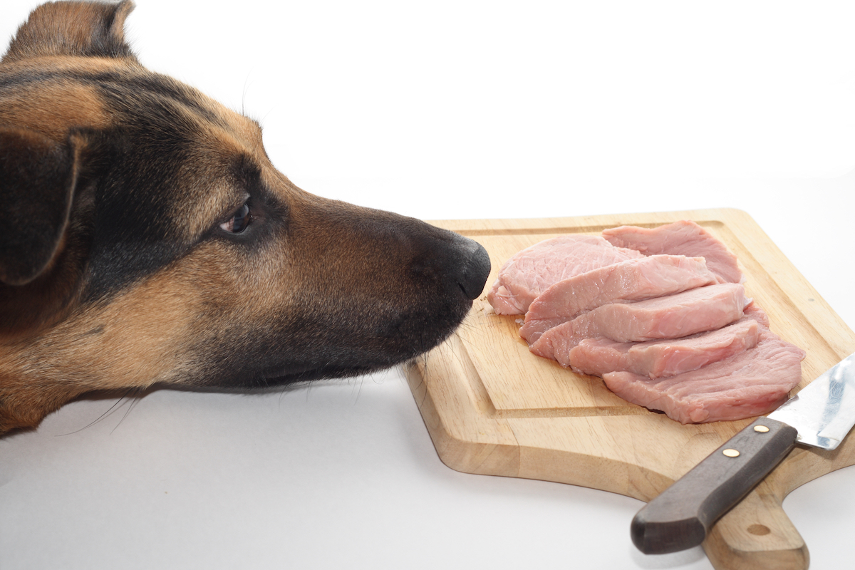 Should dogs eat pork? | PawTracks