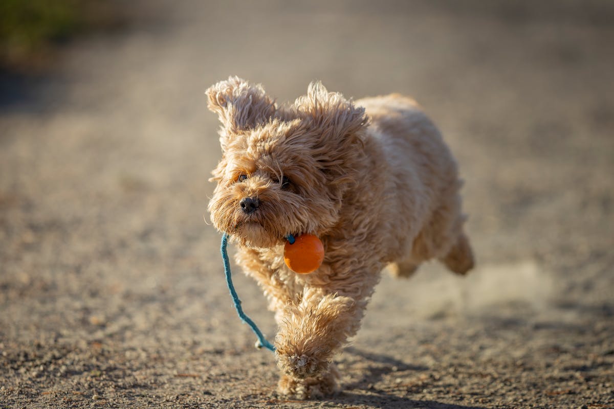 Everything to know about the Cavapoo dog breed | PawTracks