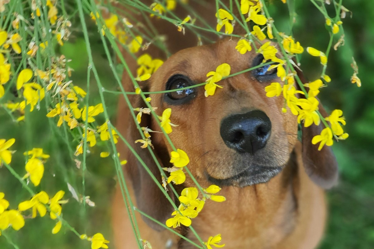 Dog stung by a bee? Here’s what to do | PawTracks