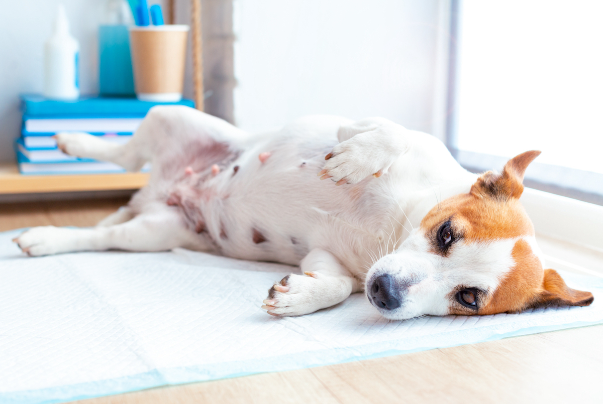 Here's What To Do If Your Old Dog's Back Legs Collapse | PawTracks