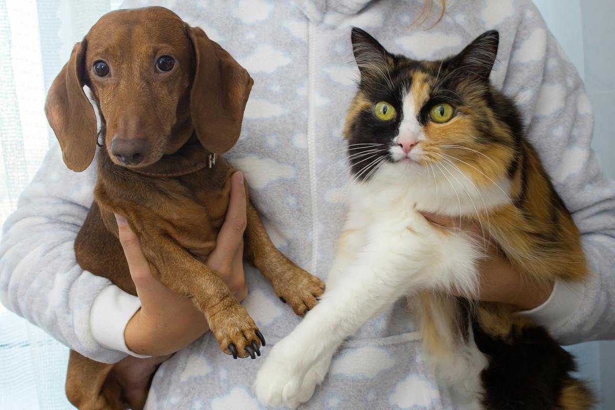 Why do cats like to be pet? | PawTracks